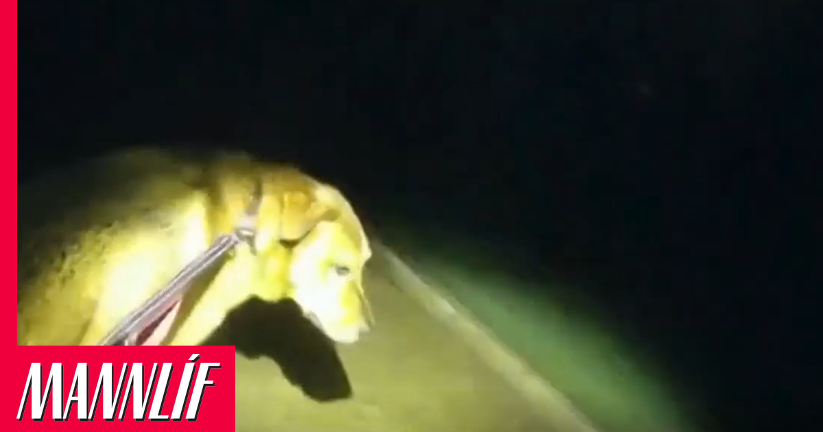 Hundur bjargaði ömmu